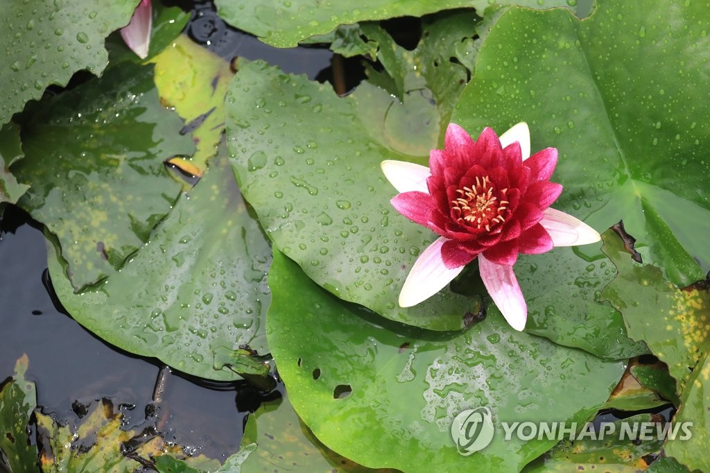 빗방울 품은 연꽃 연합뉴스