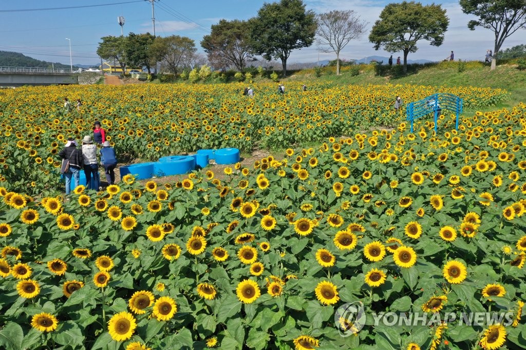 해바라기 핀 가을 정취 연합뉴스