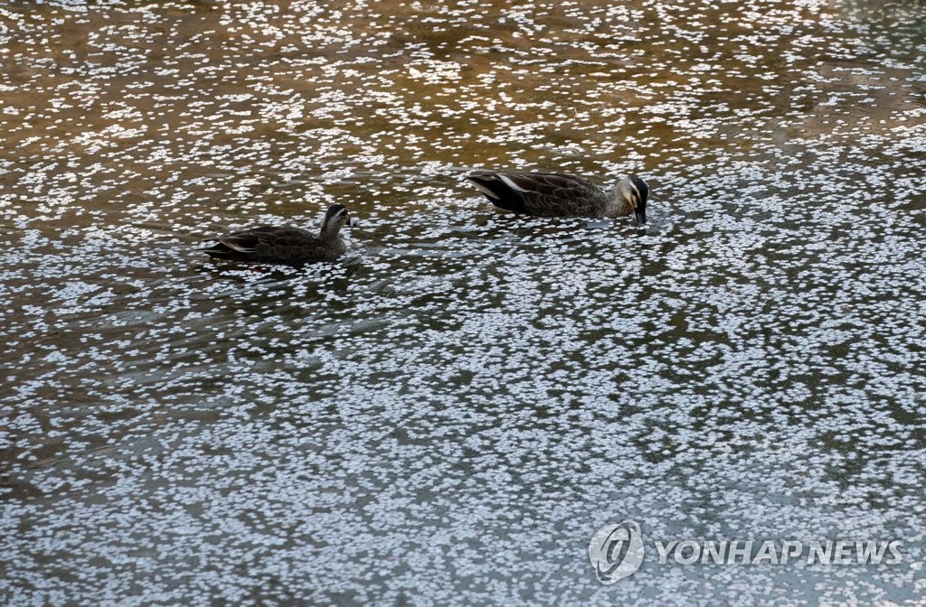 오리도 즐기는 벚꽃 엔딩 연합뉴스
