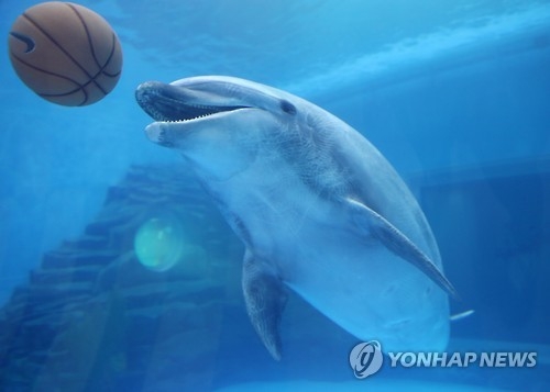 수조에 갇힌 돌고래는 행복했을까…"동물도 마음이 있다" | 연합뉴스