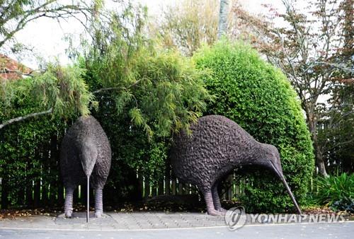 뉴질랜드 상징 키위새, 100년만에 수도 컴백? | 연합뉴스