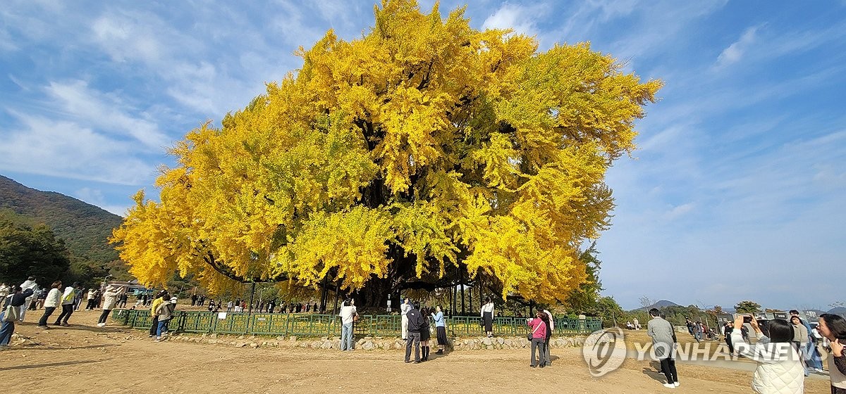 Over 800-year-old gingko tree with autumn leaves | Yonhap News Agency