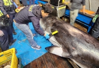 体長５メートルのクジラが網に