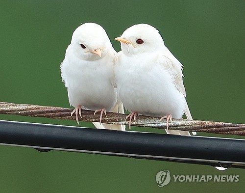 真っ白なツバメ
